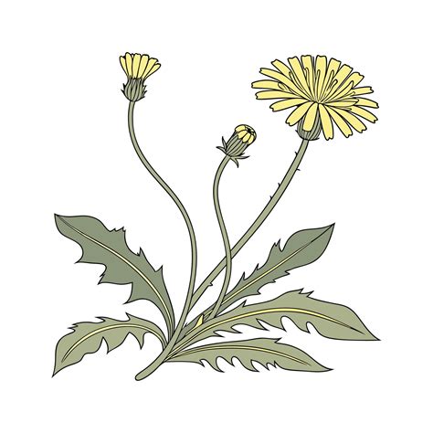 Vibrant Hawkweed Design 57484687 Vector Art At Vecteezy