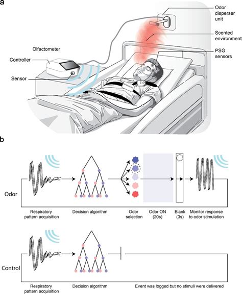 Olfactory Stimulation Taste And Smell