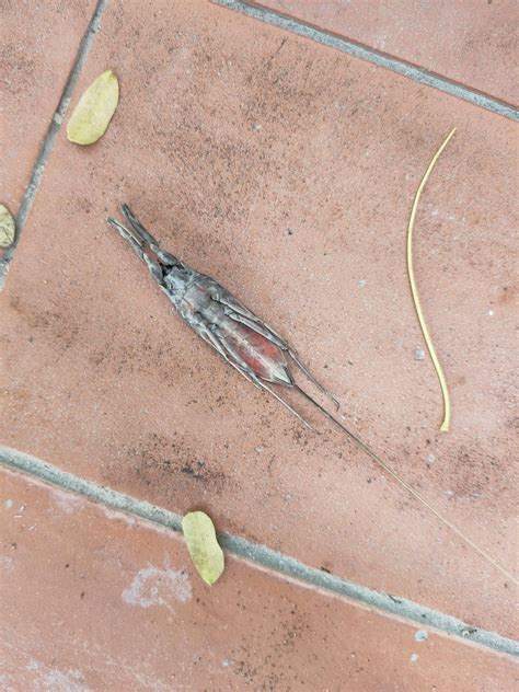 If This Bug Was In Grounded What Would It Be Called Rgroundedgame