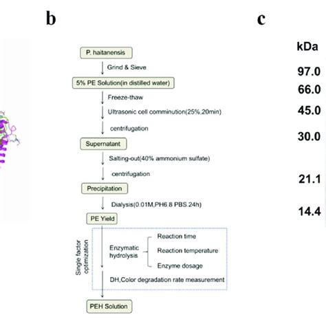 a ribbon crystal structure of pe pdb code 1b8d b summary
