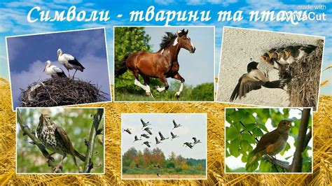 Відео екскурс тваринними символами України Youtube
