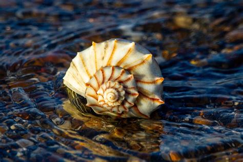 Nth Fibonacci Number