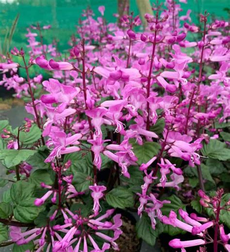 Plectranthus Sunset Plant Collection