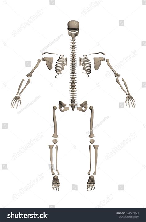Human Skeleton Disassembled Into Bones Study Stock Vector Royalty Free