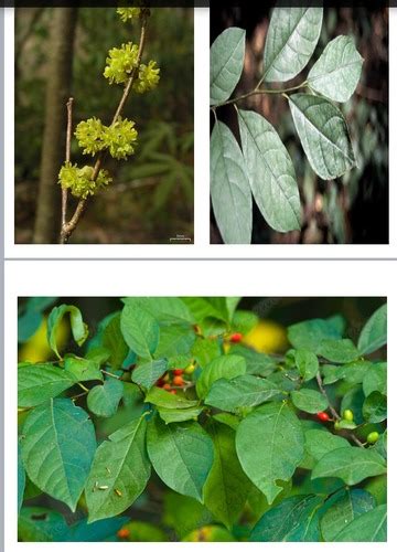 Shrub Pictures Flashcards Quizlet