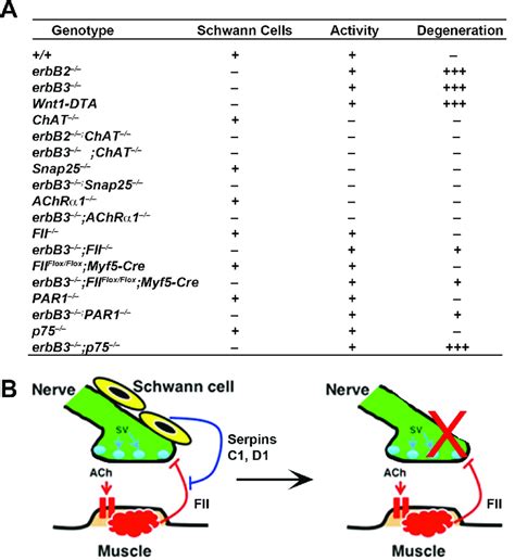 Model For The Interplay Of Neural Activity And Schwann Cells In