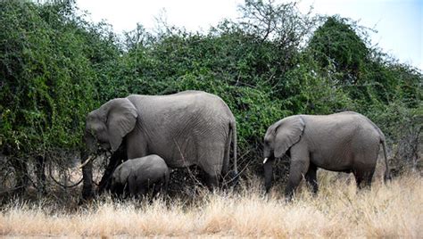 Southern Africa Wildlife Story At Every Corner