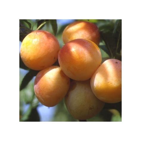 Arbre Arbuste Fruitier And Petit Fruit Achat En Ligne Gamm Vert