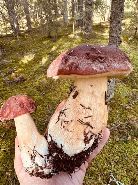 SÜgis Metsas Interactive Worksheet Topworksheets