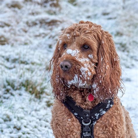 Premium Photo Cockapoo Dog Face Covered In Snow During A Walk In