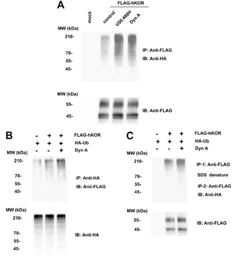 Figure 1 From Agonist Promoted Lys63 Linked Polyubiquitination Of The Human κ Opioid Receptor Is