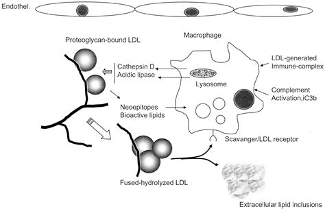 Extracellular Enzymes