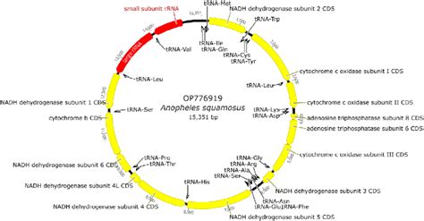 Mitogenome Map Of An Squamosus Including Annotated Genes Download