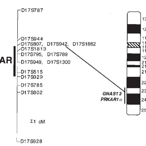 Ideogram Of Chromosome 17 With Giemsa Banding Pattern Showing