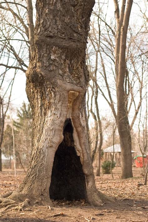 Hollow Tree Stock Image Image Of Stick Hollow Outdoor