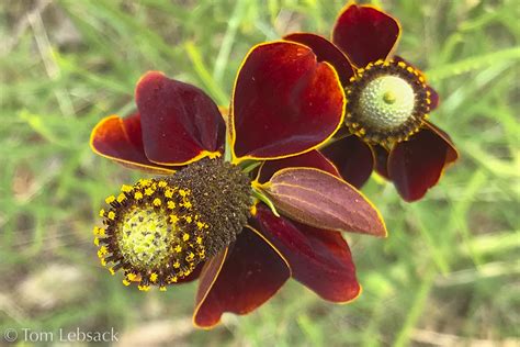 Ratibida Columnifera