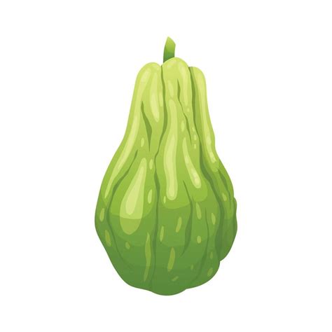 Chayote Fresh Cartoon Vector Illustration 20295592 Vector Art At Vecteezy
