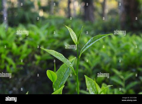 Tea Is An Aromatic Beverage Commonly Prepared By Pouring Hot Or Boiling