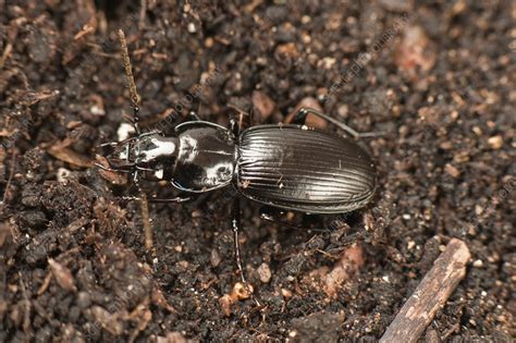 Predatory Ground Beetle Stock Image C0272973 Science Photo Library