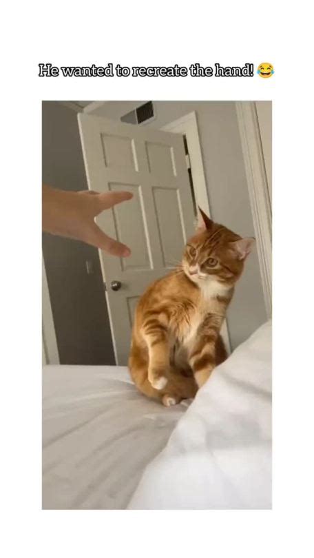 Average Orange Brain Tumbex