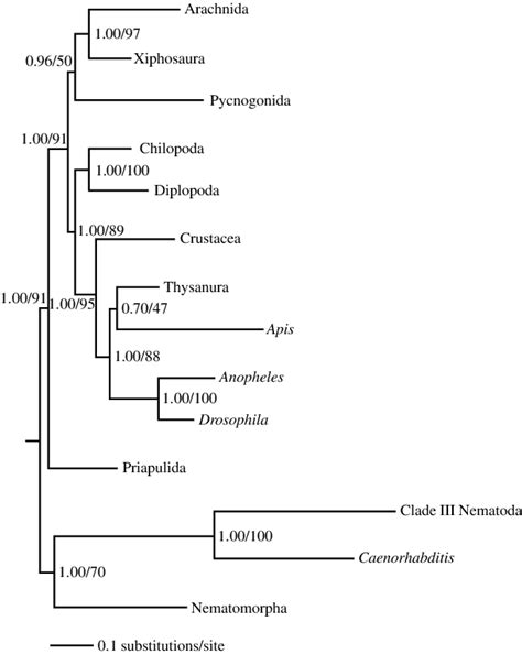 Phylogeny Of The Ecdysozoa Bayesian Analysis Using Ssu And Lsu Download Scientific Diagram
