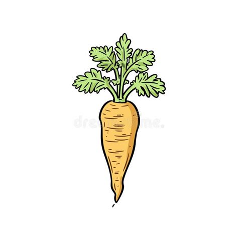 Parsnip Hand Drawn Illustration Parsnip Vector Doodle Style Cartoon