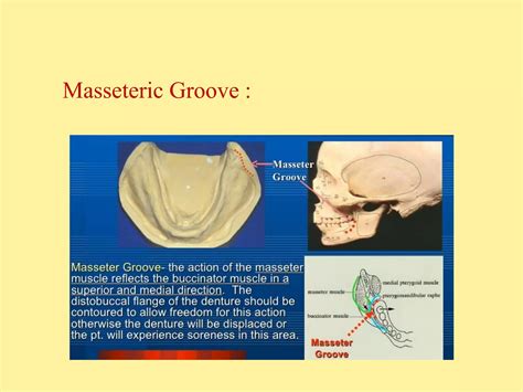 Role Of Facial Muscles In Complete Denture Prosthesis Pptx