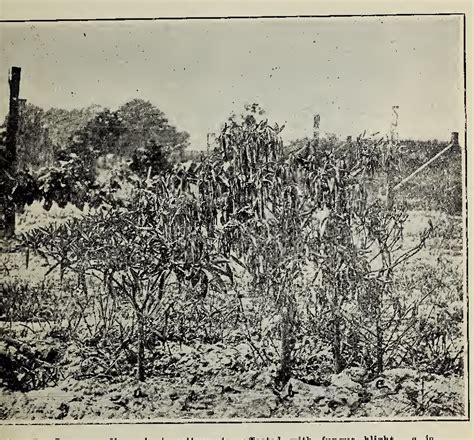 figure 5 from diseases of pepper and beans semantic scholar