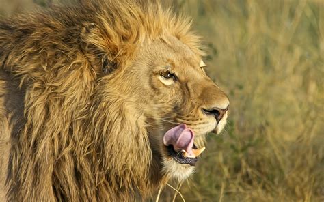 South African Lion Wallpapers Hd Wallpapers Id 16710
