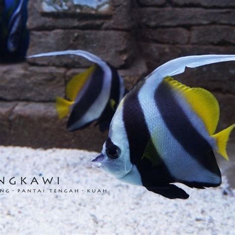 Photos At Underwater World Langkawi Aquarium