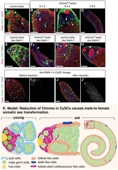 The Jak Stat Target Chinmo Prevents Sex Transformation Of Adult Stem