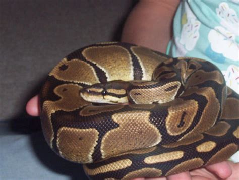 My Ball Python In My Hand By Art Is A Blast Un On Deviantart