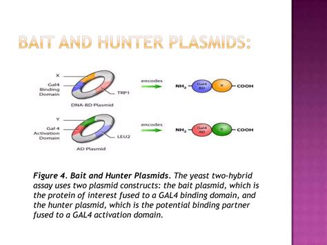 Yeast 2 Hybrid System Ppt By Meera Qaiser Pptx Biological Sciences Science