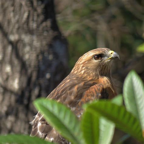 Hawk Raptor Bird Free Photo On Pixabay Pixabay