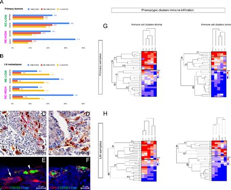 Figure 2 From Characterization Of Tumor Associated Macrophages And The