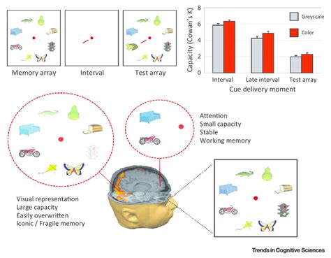Change Detection Tasks Reveal Two Mental Representations A Typical Download Scientific Diagram