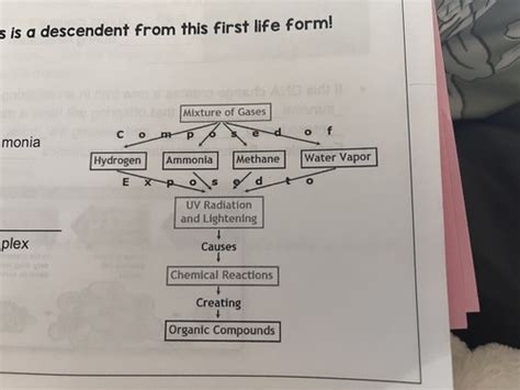 Evolution Flashcards Quizlet