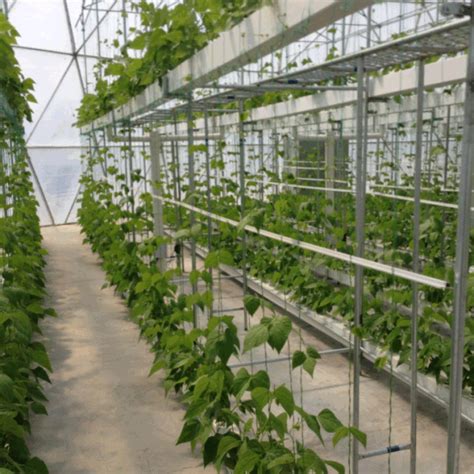 Commercial Hydroponic Automated Fertilization Greenhouse For Vegetables And Fruits Automated