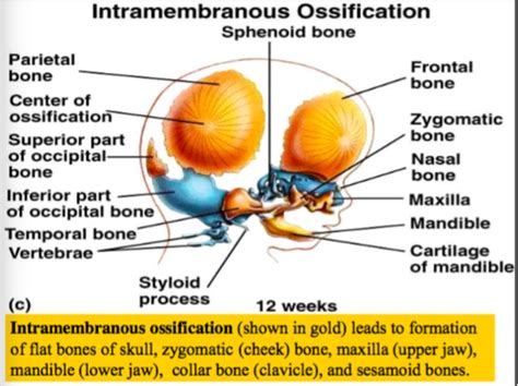 Intramembranous Ossification Produces The