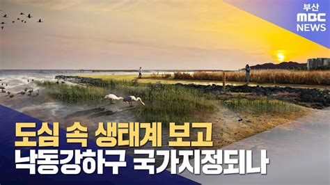 낙동강하구 1호 국가도시공원 청사진 공개 2024 11 28목뉴스데스크부산mbc Youtube