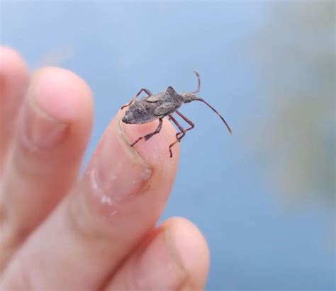 Nwi Assassin Bugs Rwhatsthisbug