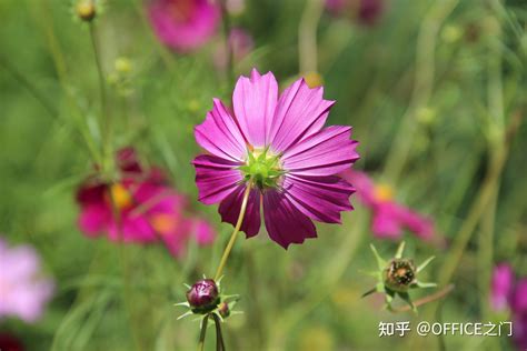 在编程中，如何调用 Dll 文件中的函数？ 知乎