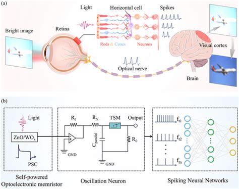 Bioinspired Adaptive Neuron Enabled By Self‐powered Optoelectronic