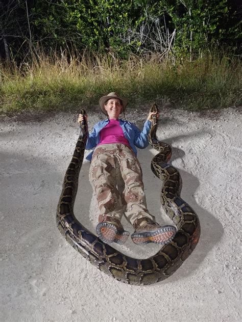 florida python challenge 2024 donna kalil captures 19 burmese pythons