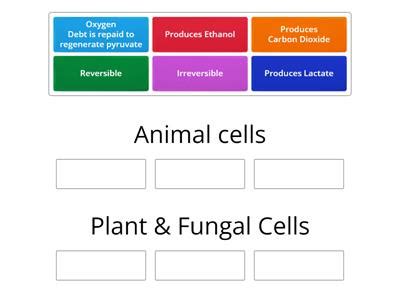 Y8 Biology Cells Teaching Resources