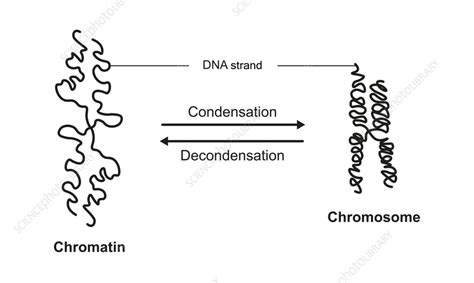 Chromatin Picture