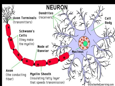 Diagram Of Neuron Anatomy Stock Vector Illustration Of