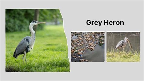 Grey Heron Identification Habitat Behaviors Diet And Lifecycle
