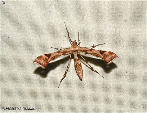 Artichoke Plume Moth Fontenelle Forest Nature Search Fontenelle