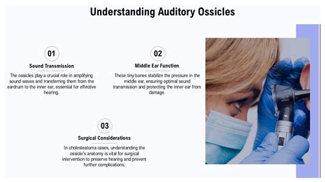Understanding Auditory Ossicles Ossicles Ppt Demonstration Acp Ppt Template